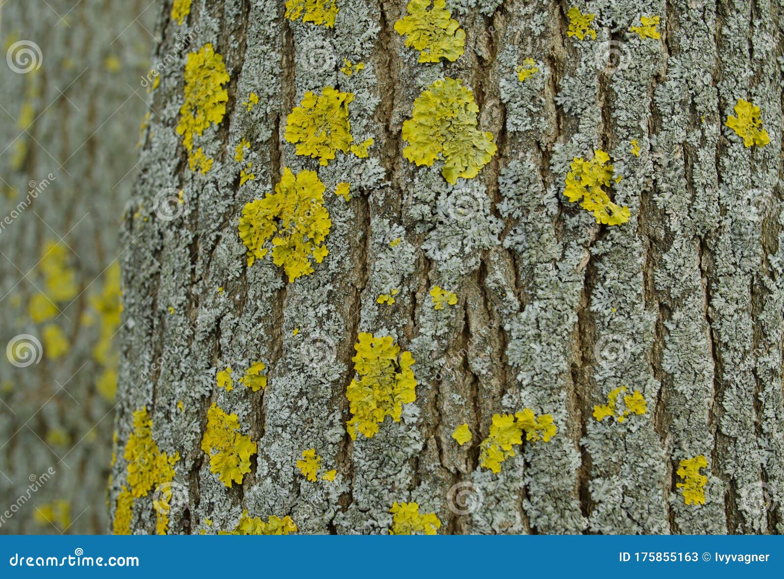 Moss on the Tree Trunk. Wooden Texture Stock Image - Image of lumber ...