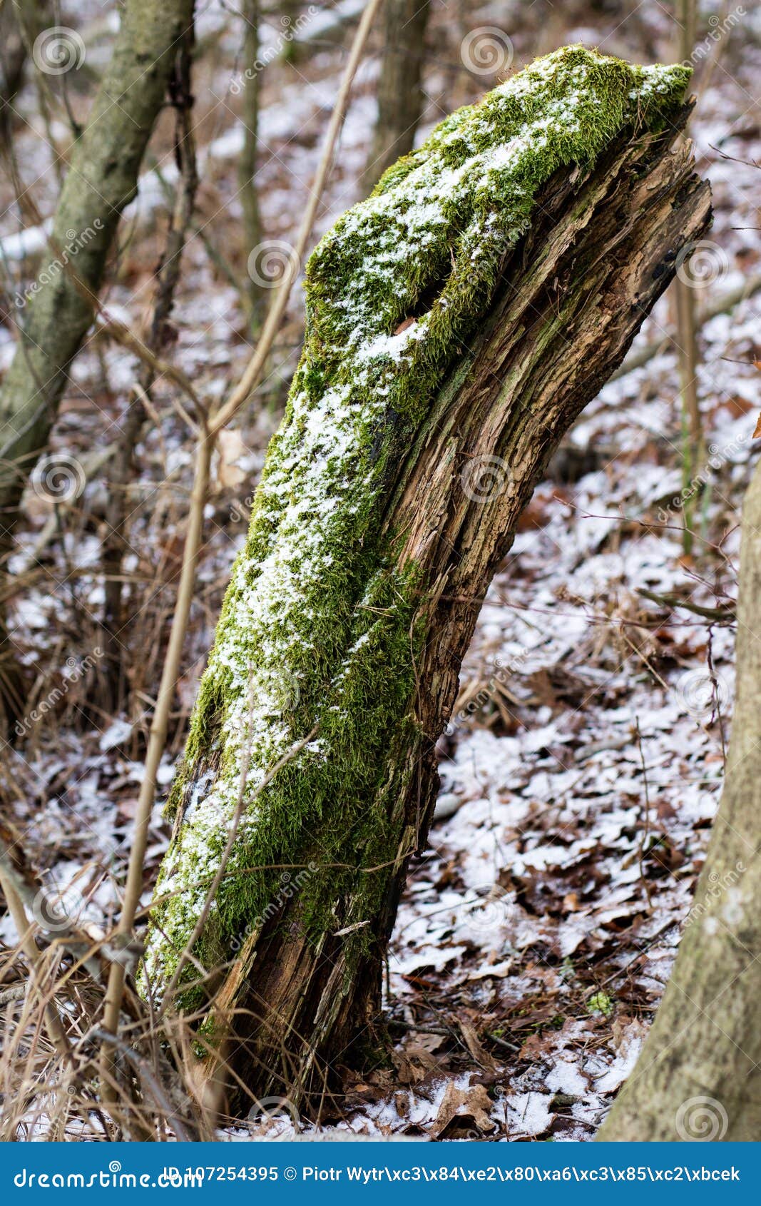 Moss on Tree Trunks. Forest and Trees Covered with Moss Stock Image ...