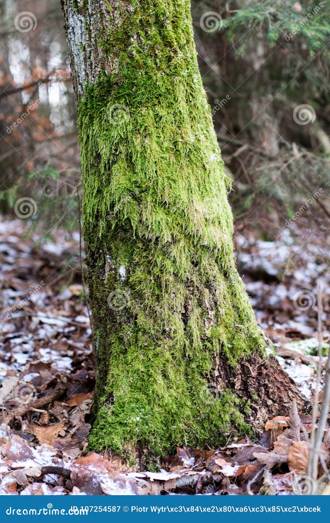 Moss on Tree Trunks. Forest and Trees Covered with Moss Stock Image ...