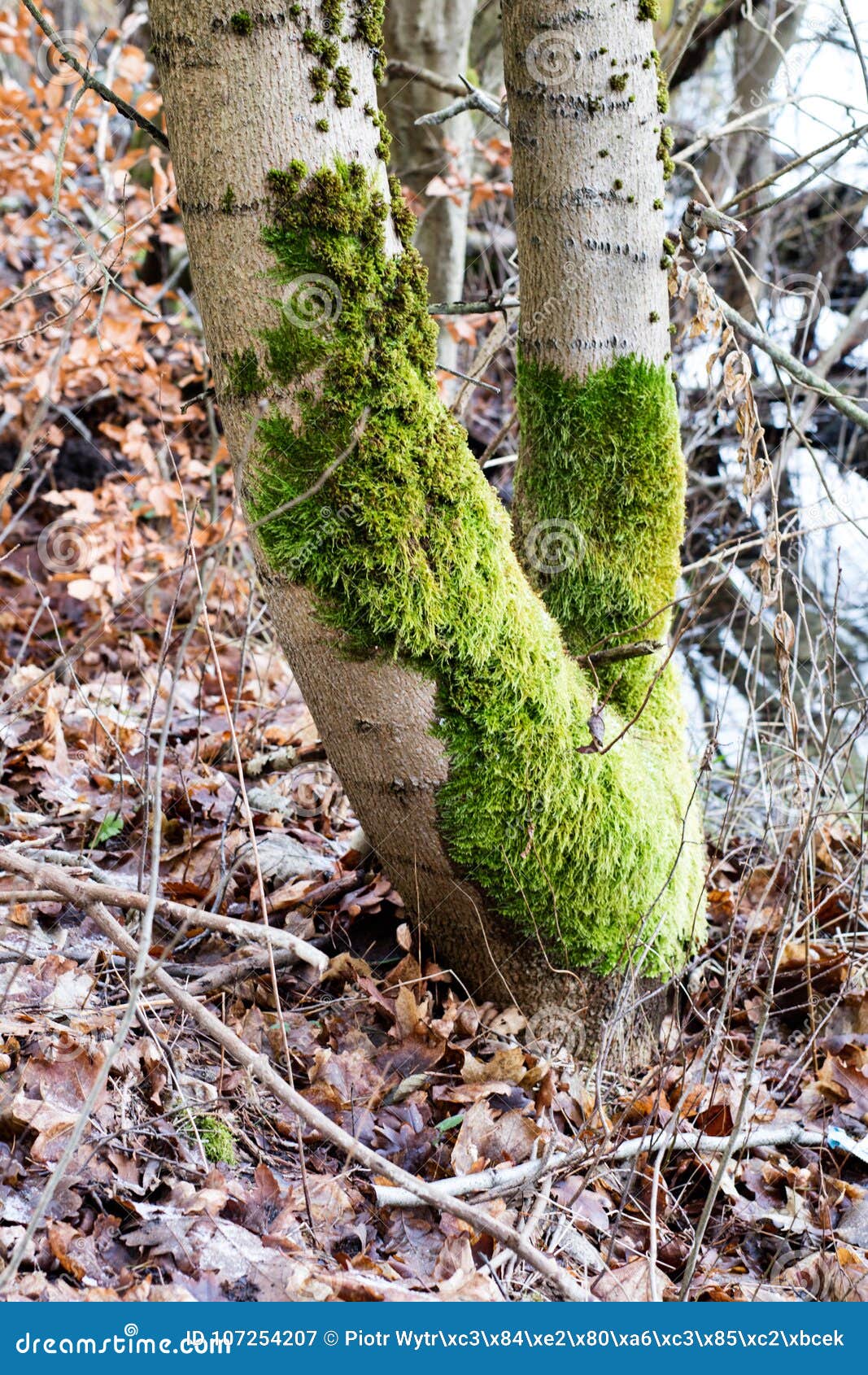 Moss on Tree Trunks. Forest and Trees Covered with Moss Stock Image ...