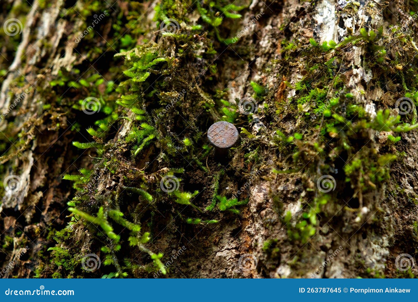 Moss on Tree in Wilderness Forest. Tropical Forests on the Northern ...
