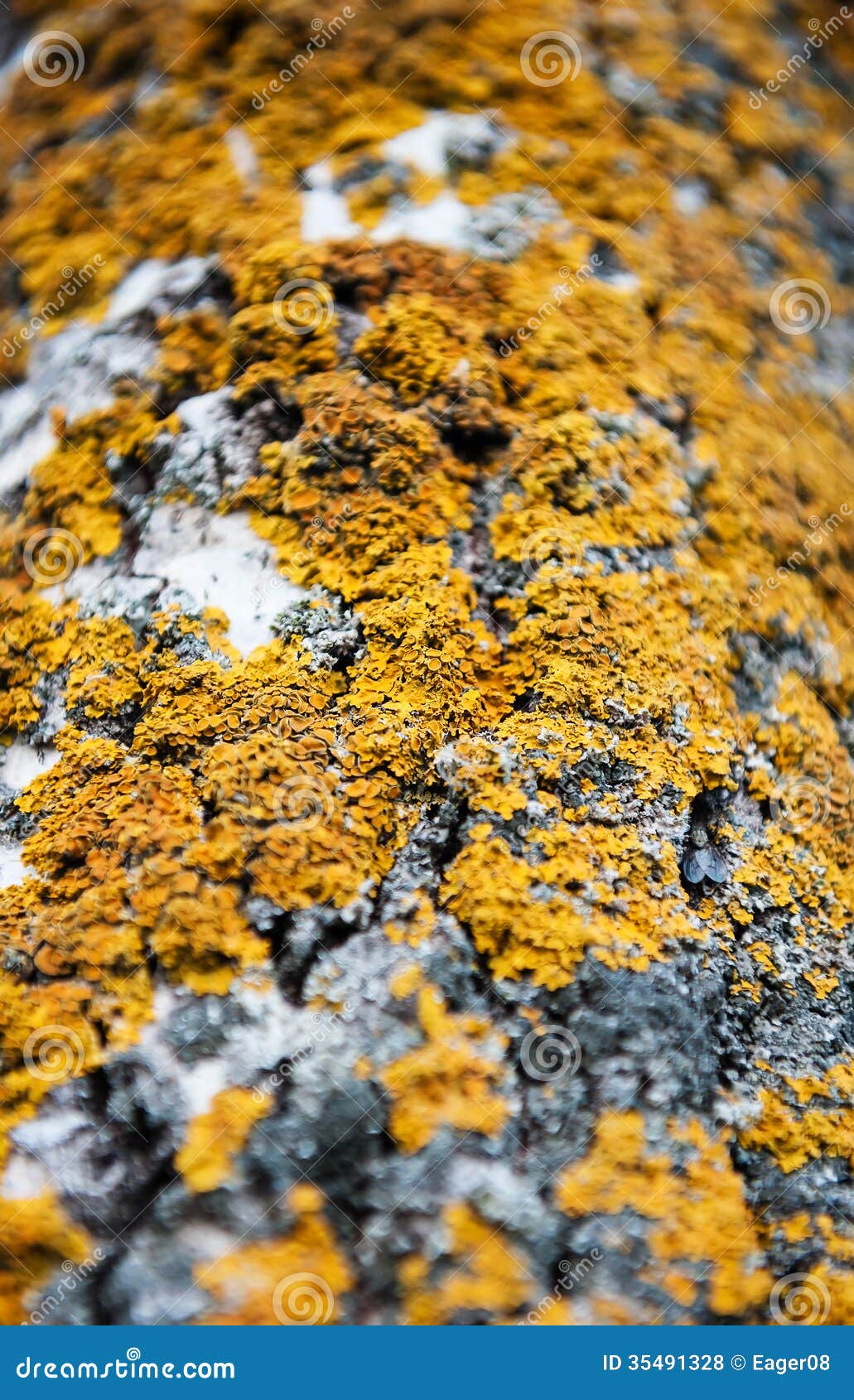 Moss on tree stock photo. Image of flora, stone, covered - 35491328