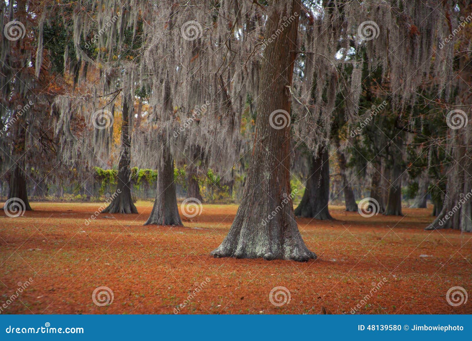 Moss Trees 1 stock photo. Image of park, bark, nature - 48139580