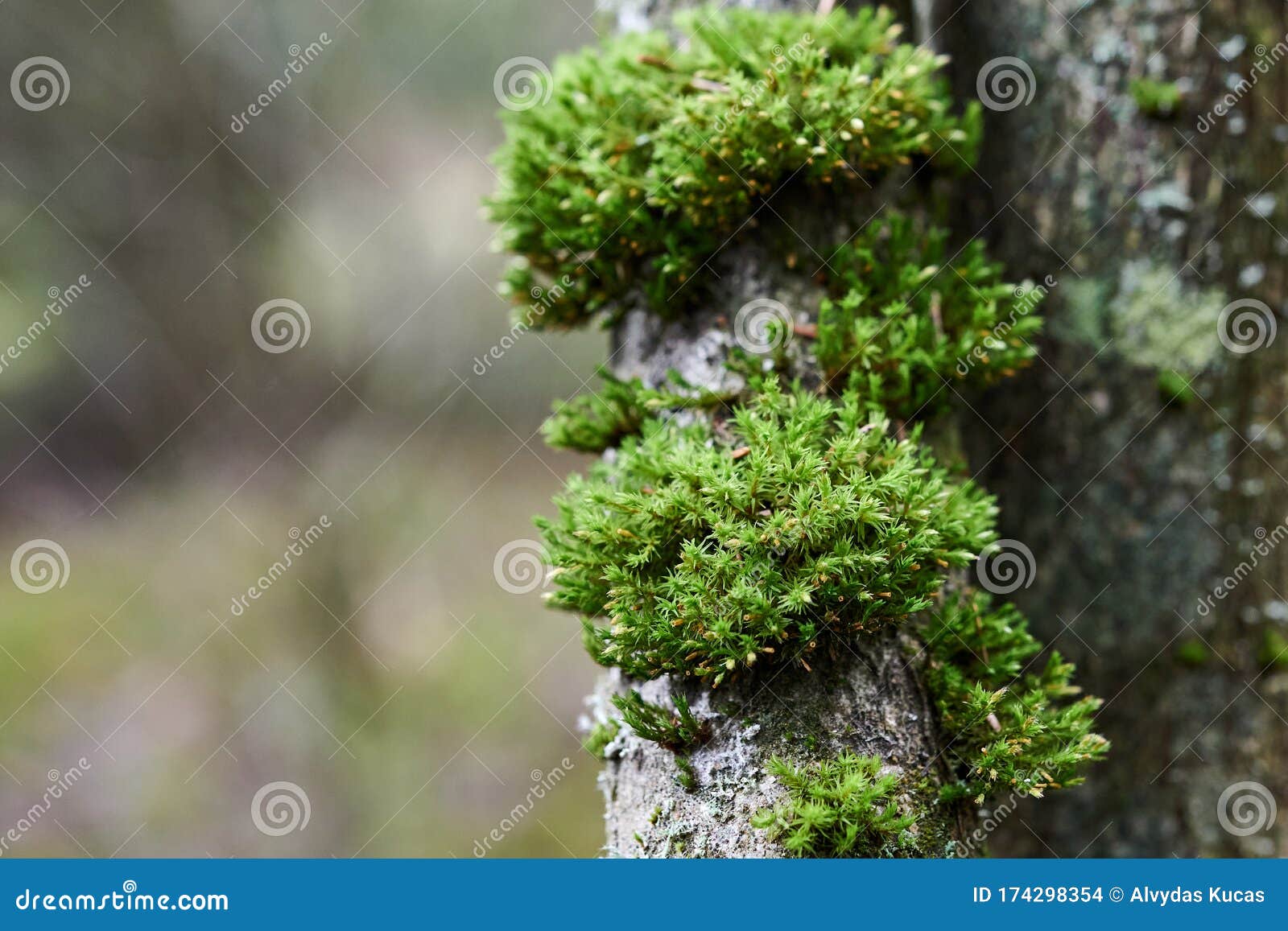 Moss on the Trees. Old Trees Overgrown with Moss Stock Photo - Image of ...