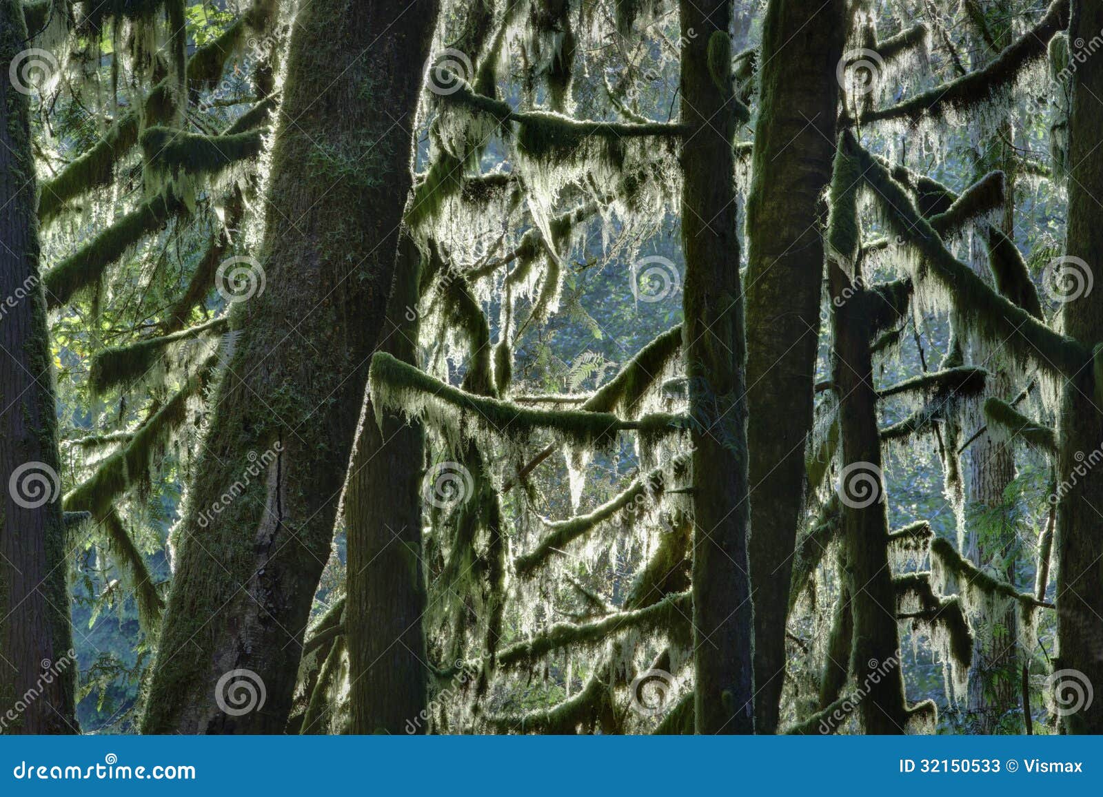 Moss Trees, Pacific Northwest Stock Image - Image of lush, nature: 32150533