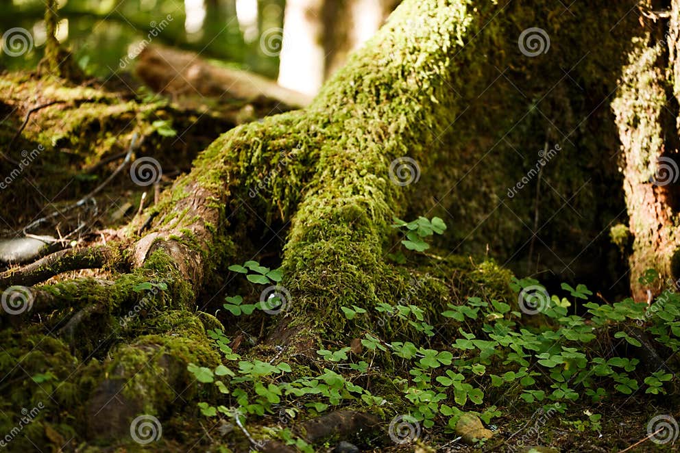 Moss on Trees stock image. Image of rain, shady, national - 78485221