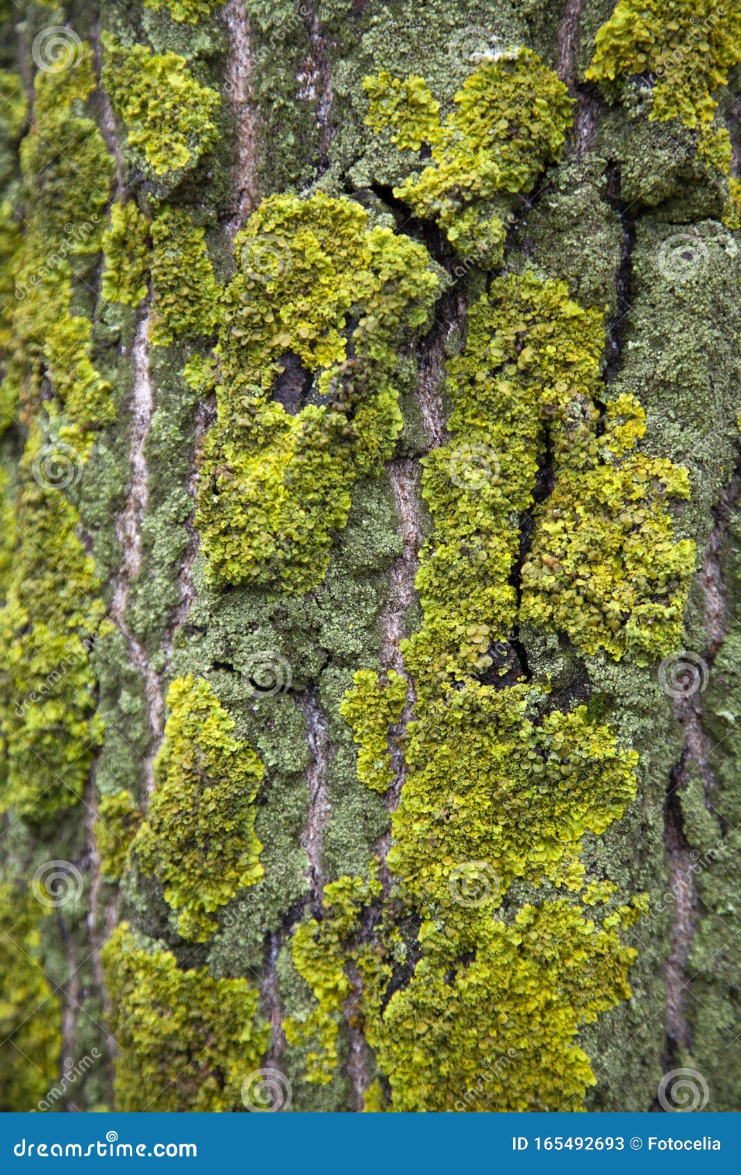 Moss on trees stock image. Image of pine, moss, forest - 165492693