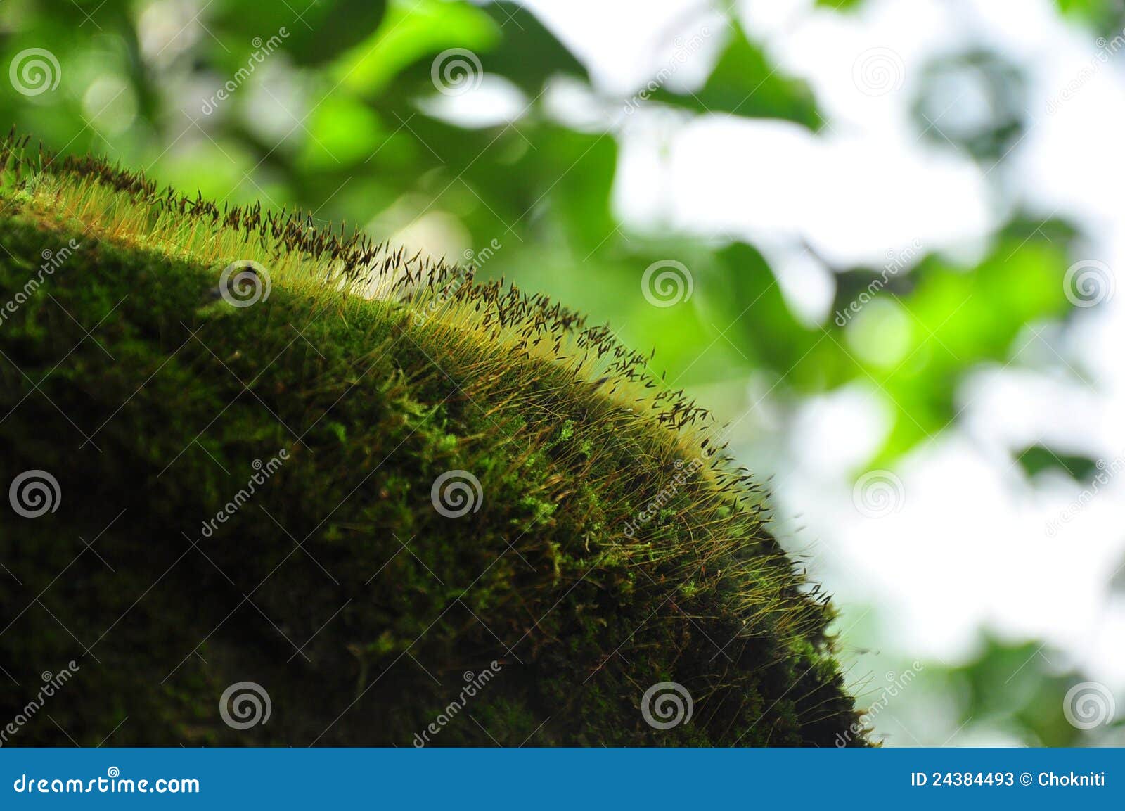 Moss in Tropical Rain Forest Stock Image - Image of highland, malaysia ...