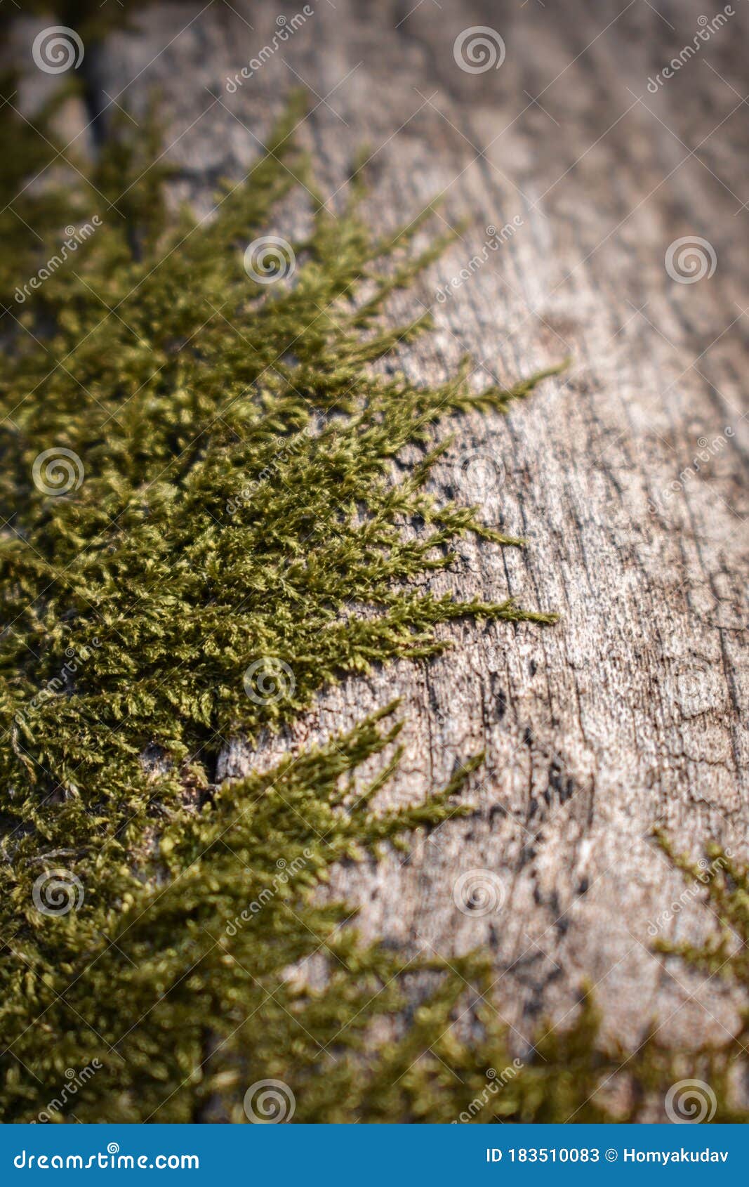 Moss on the Trunk of a Dried Tree Stock Image - Image of nature, dense ...