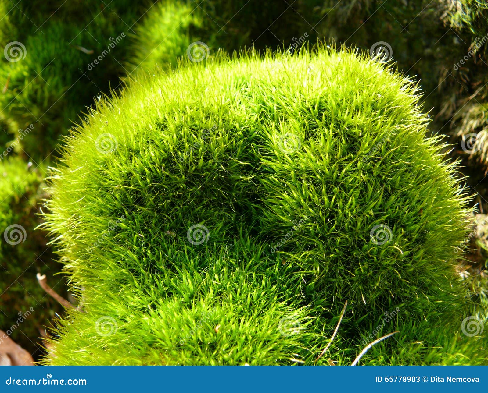 Moss tuft stock image. Image of vital, soft, spring, fresh - 65778903