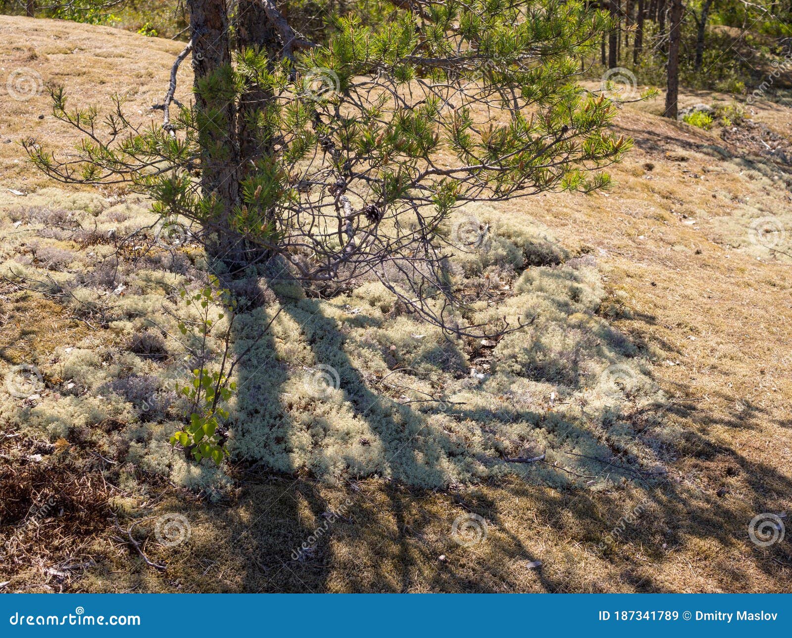 Moss under a pine tree stock image. Image of nature - 187341789