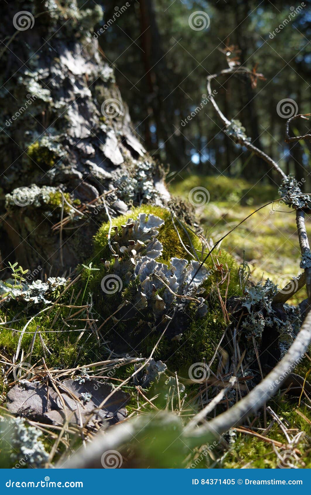 Moss under pine tree stock image. Image of wood, tree - 84371405