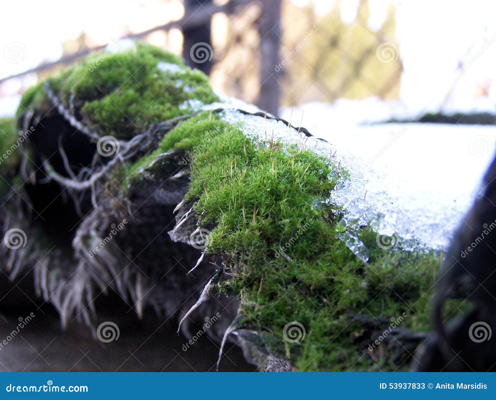 Moss under snow stock image. Image of cold, moss, covered - 53937833