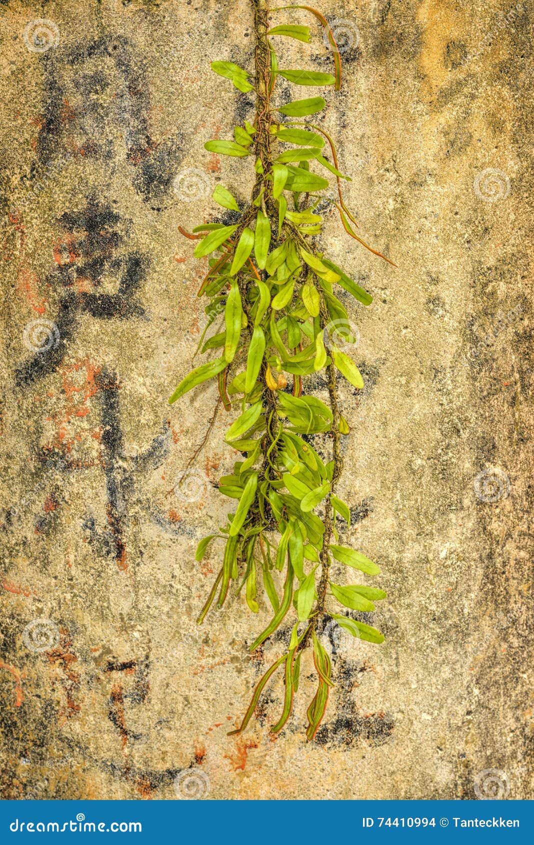 Moss vine stock photo. Image of detail, twisted, macro - 74410994