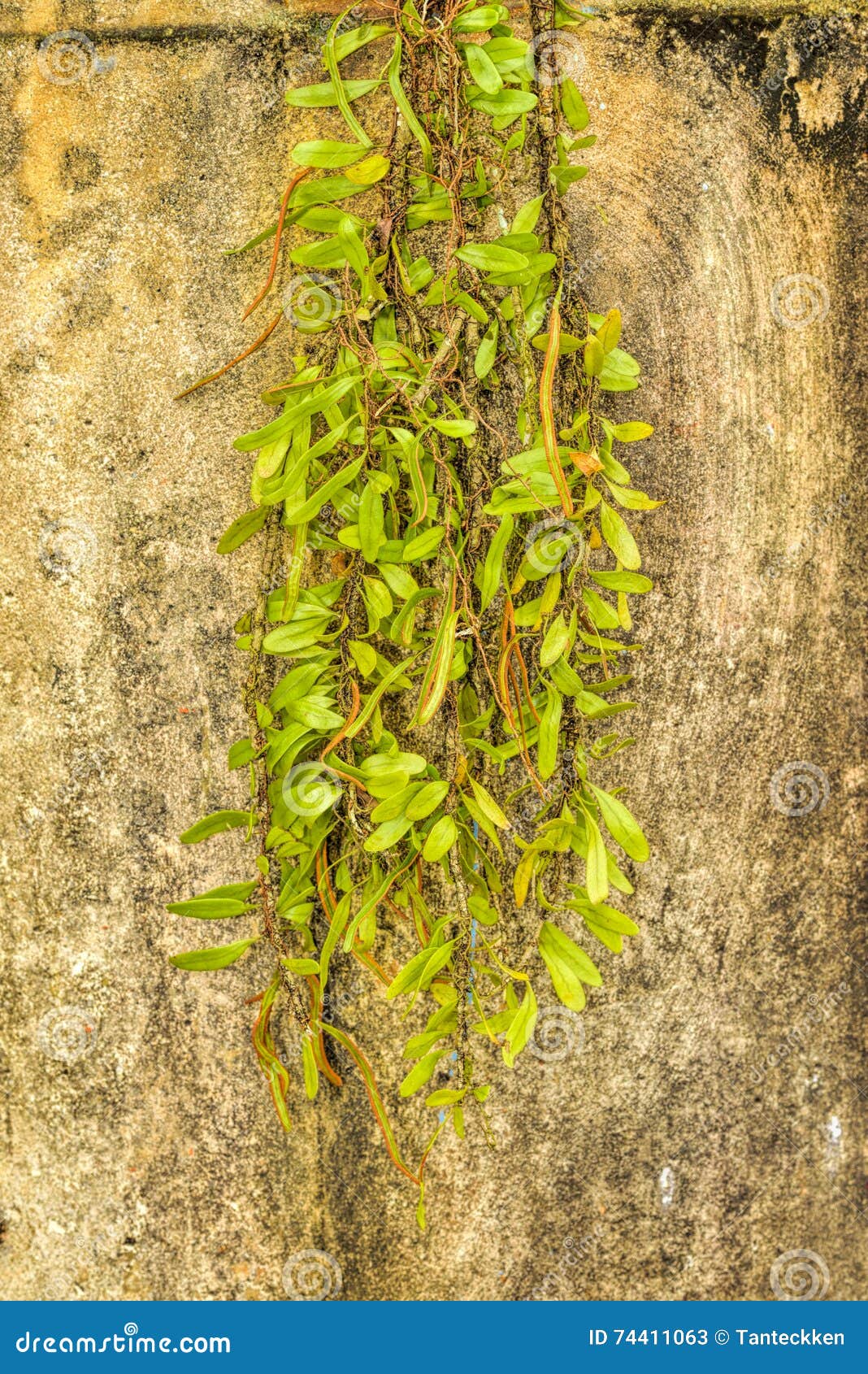 Moss vine stock image. Image of environment, vine, tropical - 74411063