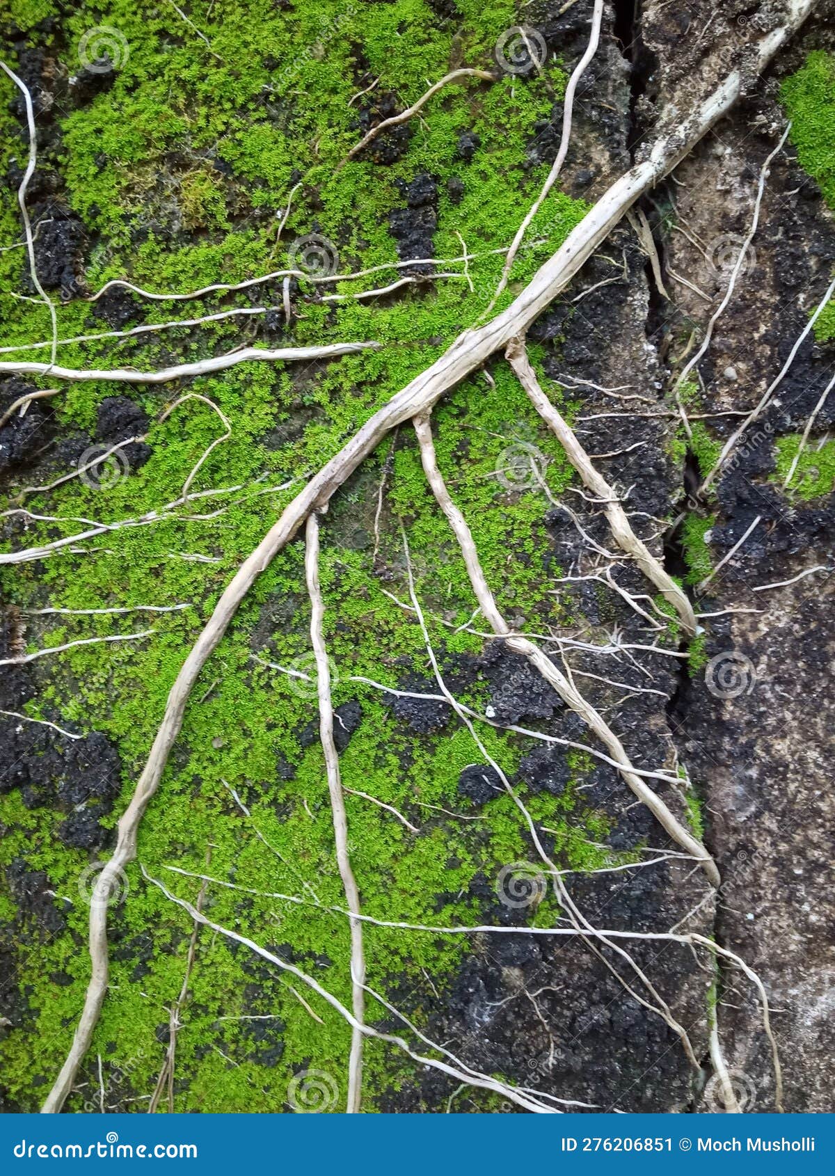Moss vs root stock image. Image of green, grass, branch - 276206851