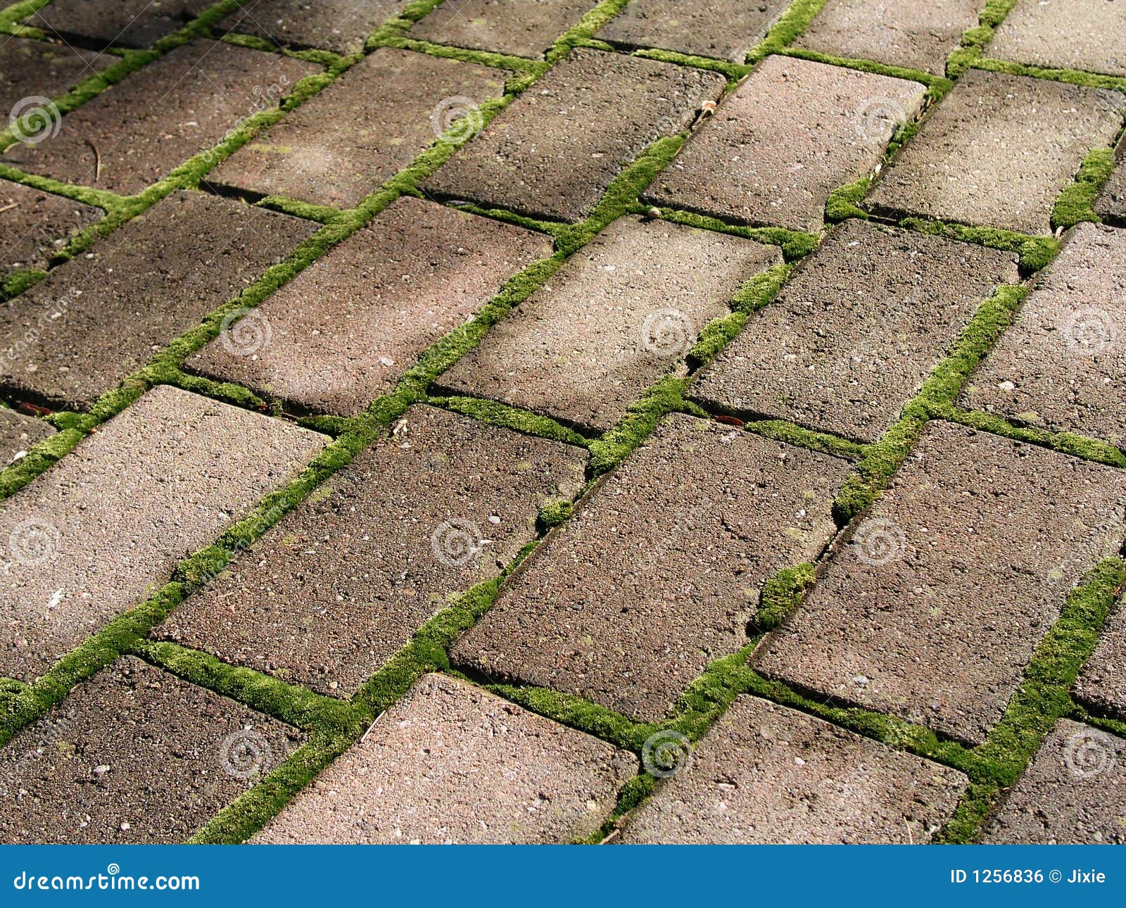 Moss Walk stock photo. Image of pathway, sunlit, stones - 1256836