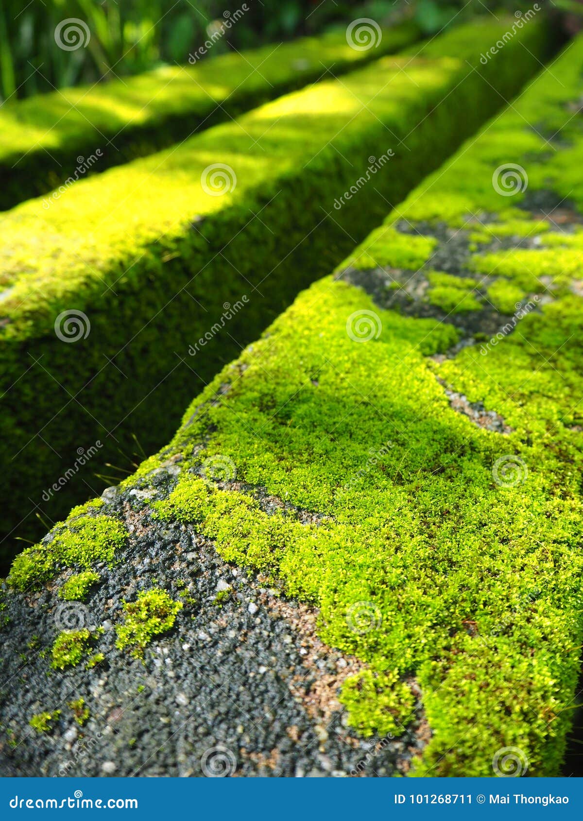 Moss on walkway stock image. Image of leaves, walkway - 101268711