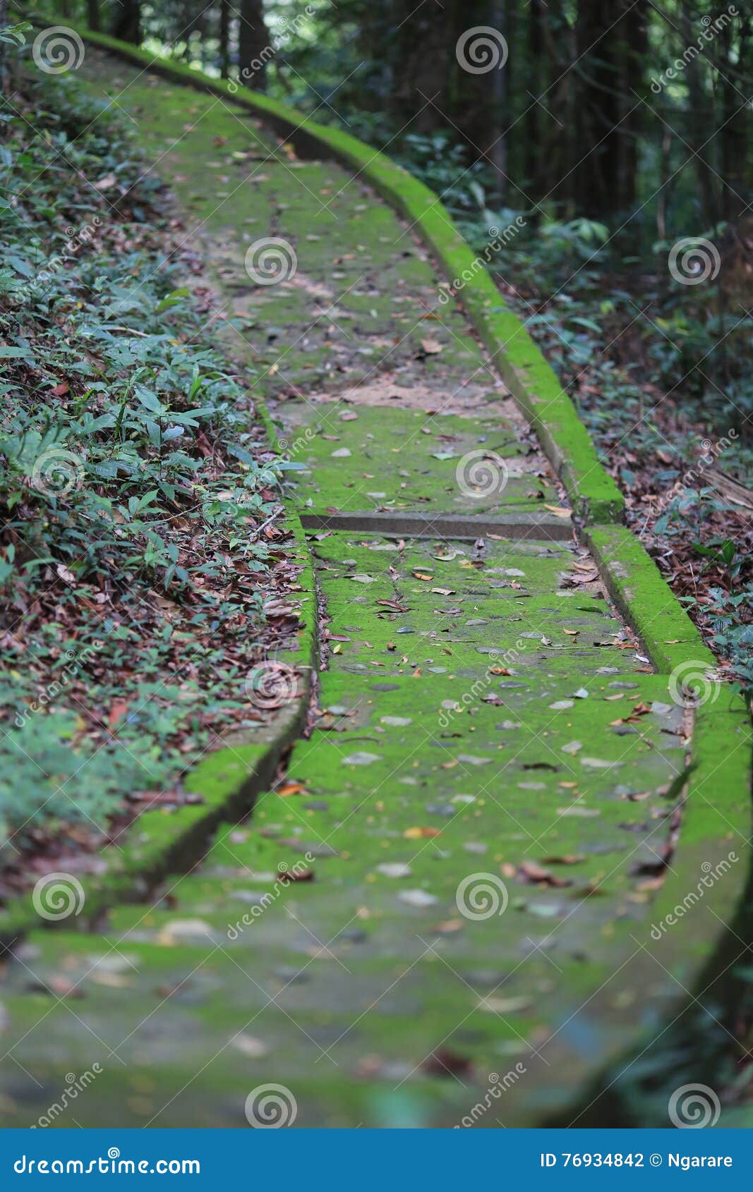 Moss on walkway stock photo. Image of moss, environment - 76934842