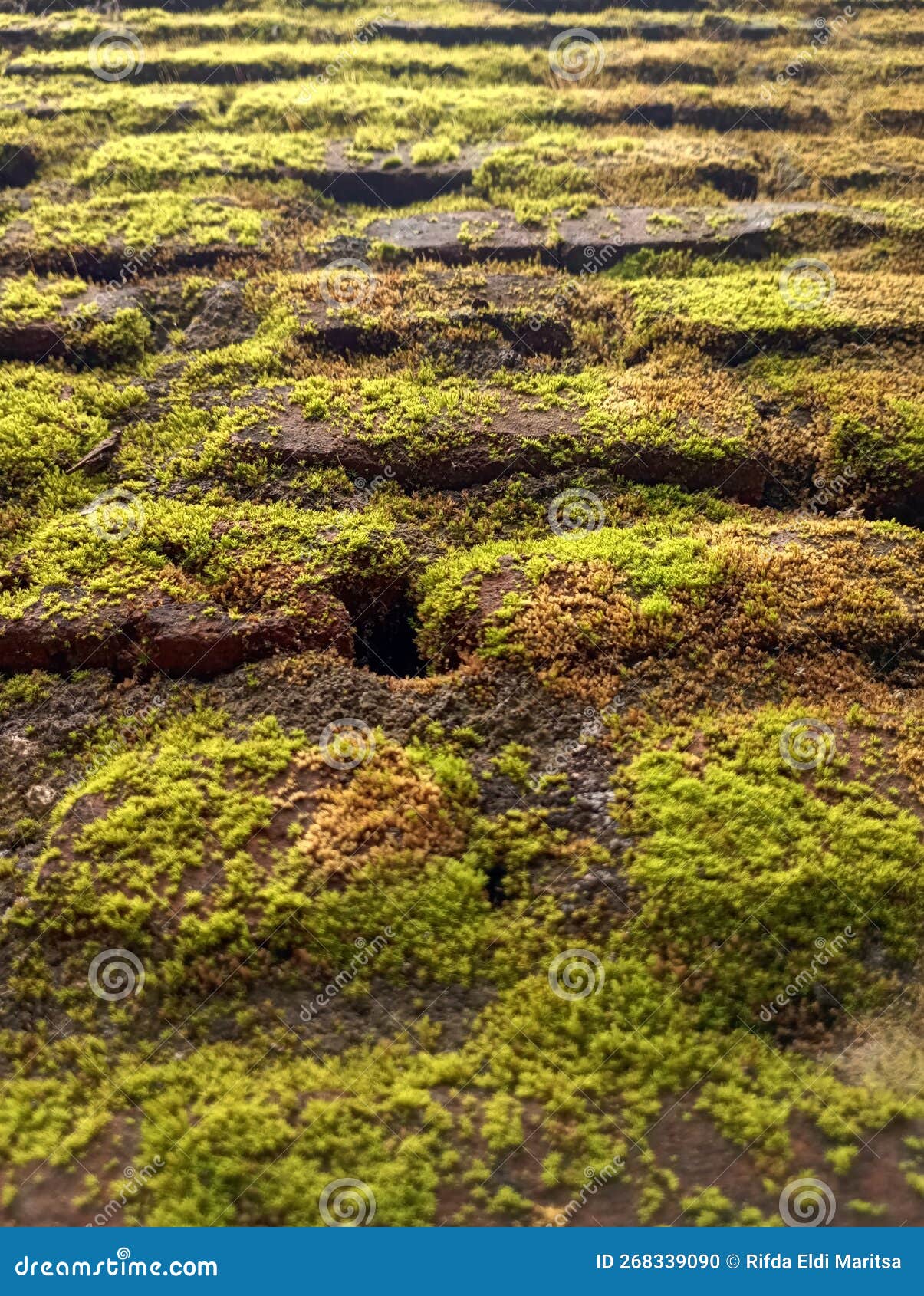 Moss on the wall bricks stock photo. Image of agriculture - 268339090