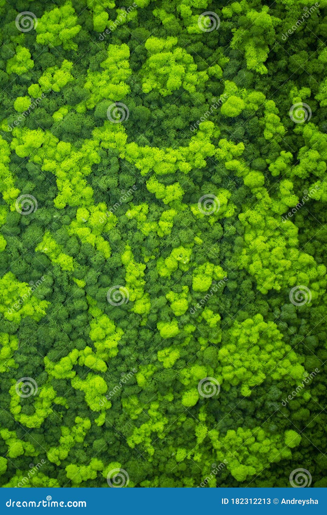Moss Wall Texture