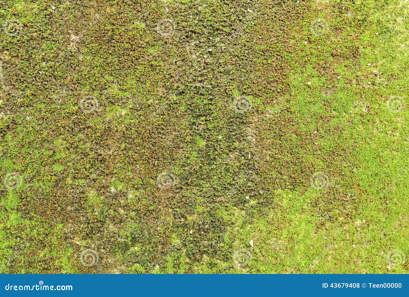 Moss On Wall Texture Stock Photography | CartoonDealer.com #43679408