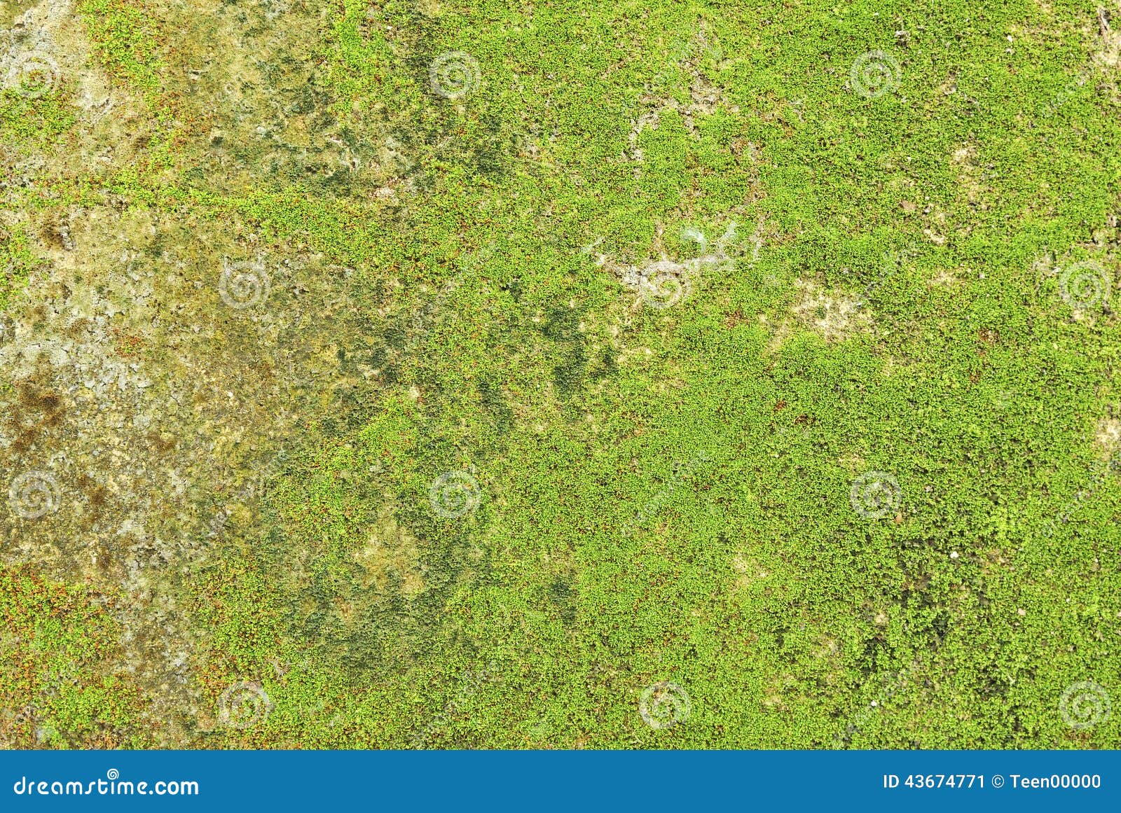Moss on Wall Texture Background Stock Image - Image of growth, lichen ...
