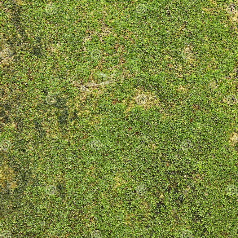 Moss on Wall Texture Background Stock Photo - Image of fresh, grass ...