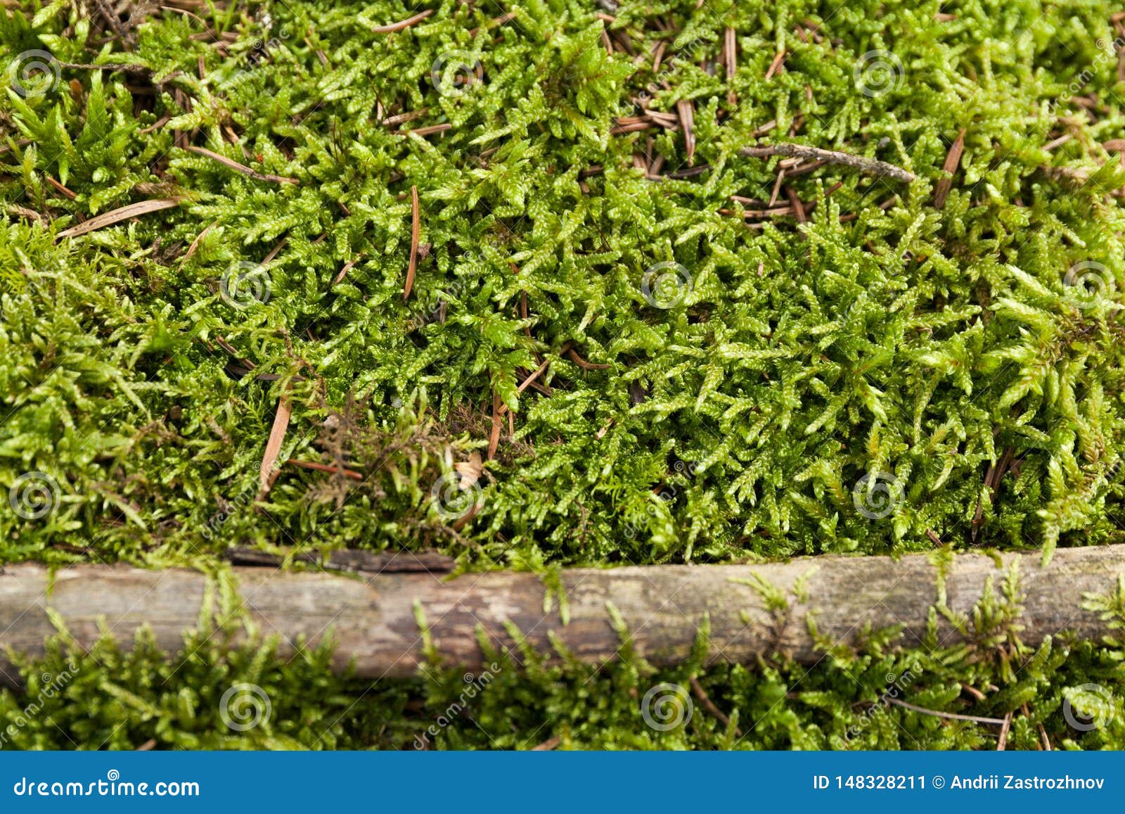 Moss Wall Texture, Green Reindeer Grass Background Stock Image - Image ...