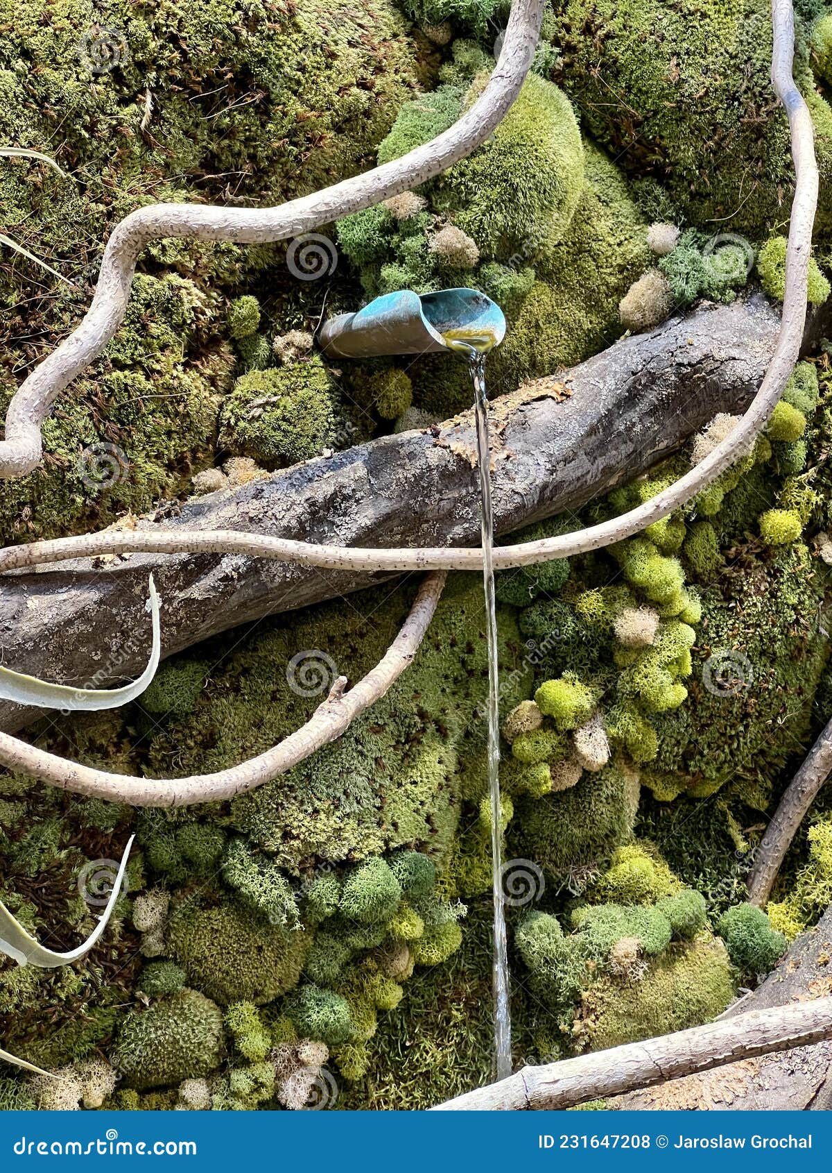 Moss Wall with a Water Drip Stock Photo - Image of landscape ...