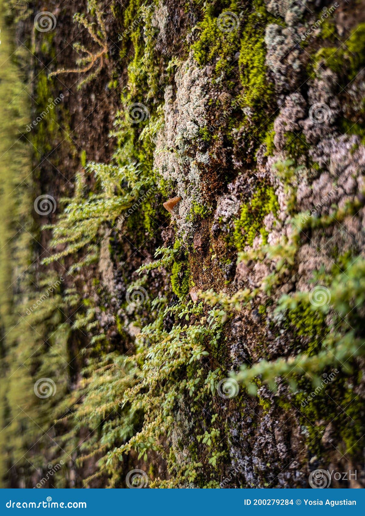 The Moss On The Walls Drip With Moisture For Background, Texture ...