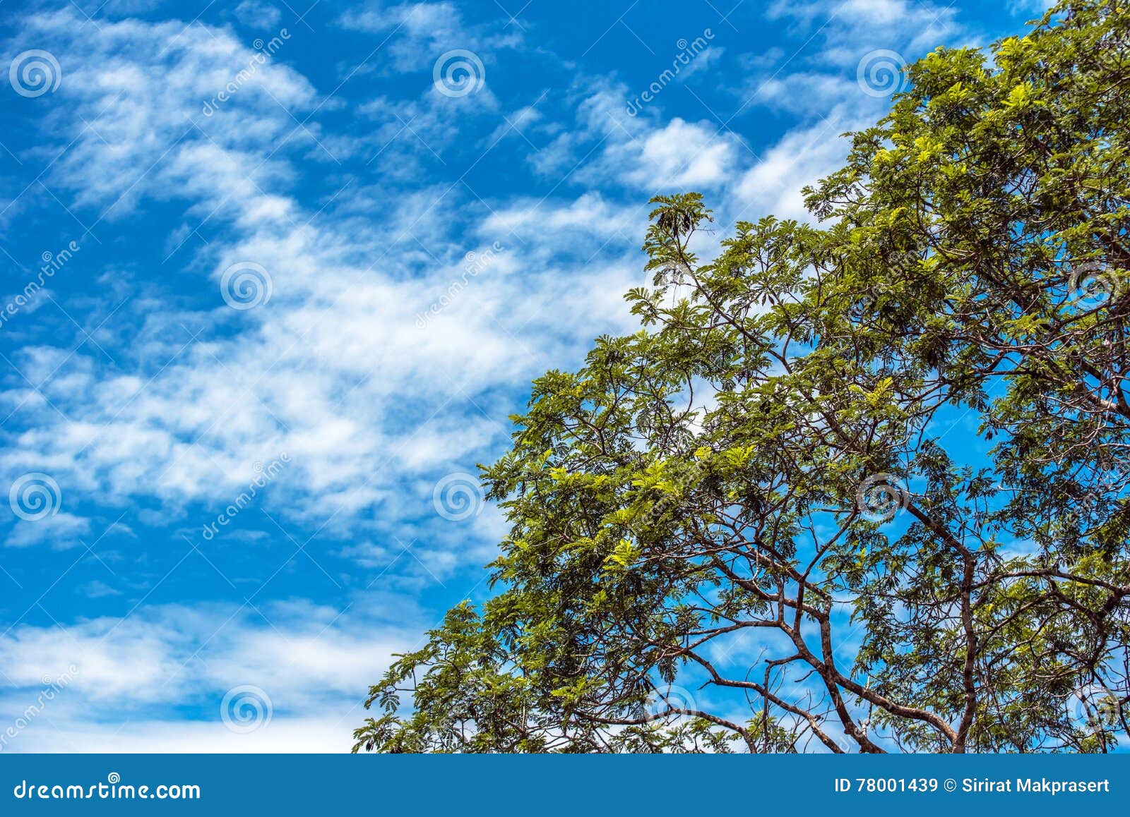 The Moss on the Walls Drip with Moisture for Background, Texture Stock ...