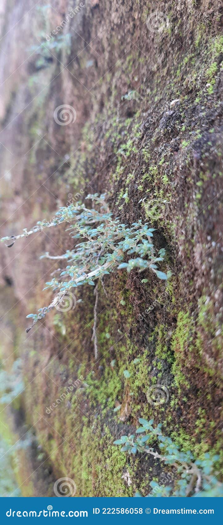 The Moss On The Walls Drip With Moisture For Background, Texture ...