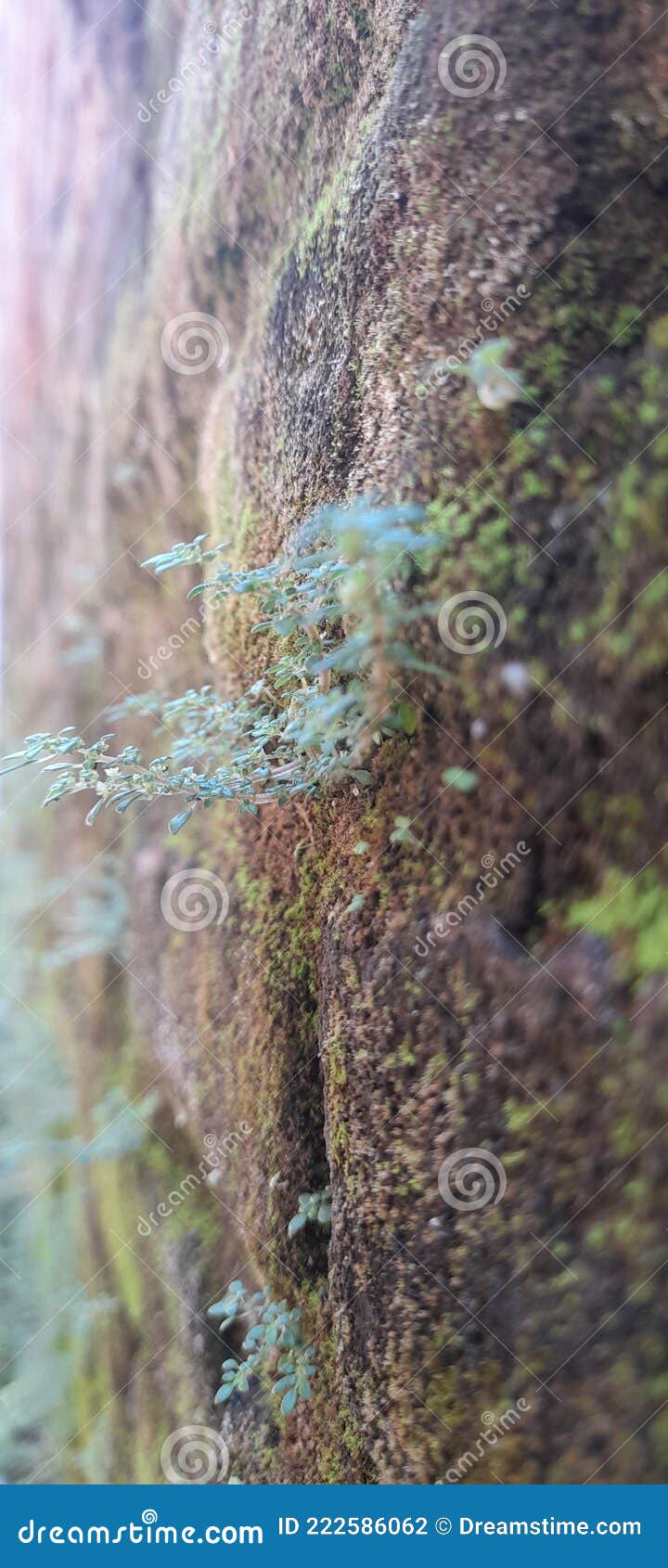 The Moss On The Walls Drip With Moisture For Background, Texture ...