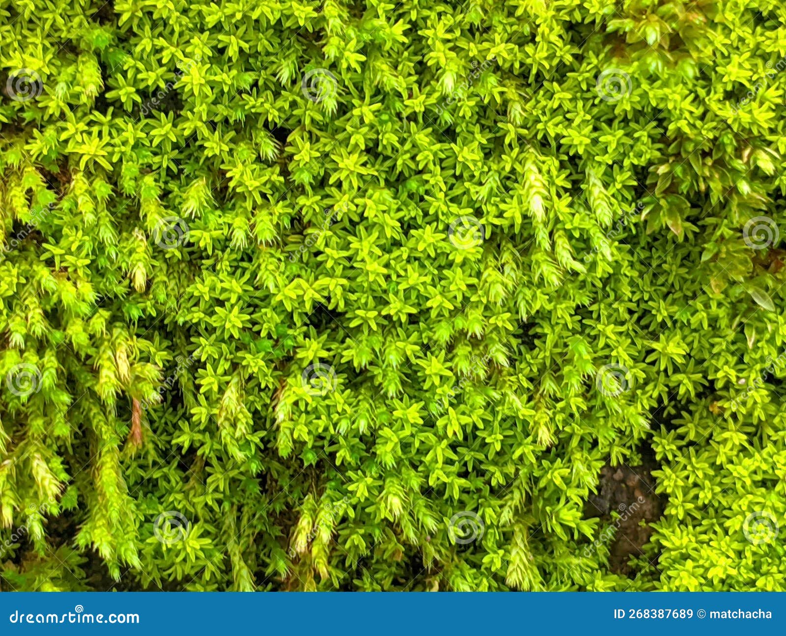 The Moss On The Walls Drip With Moisture For Background, Texture ...