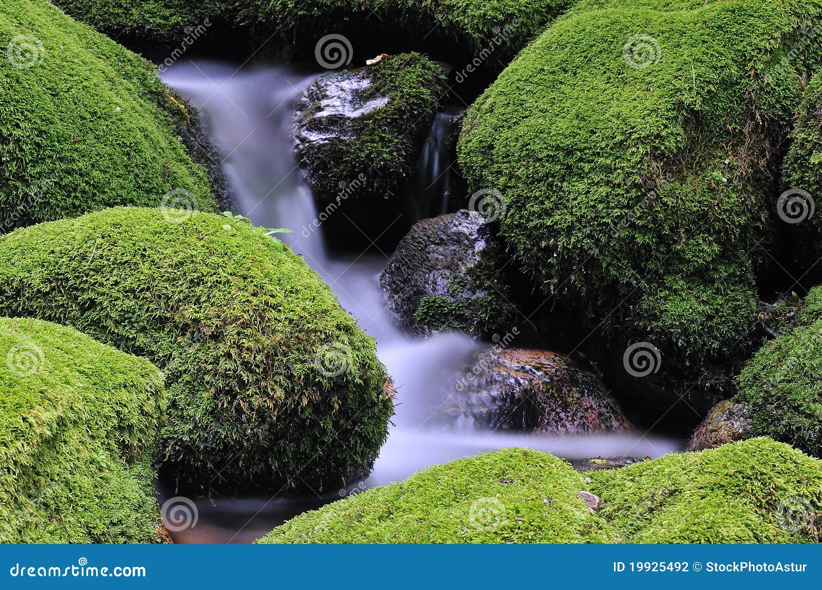 Moss and water. stock photo. Image of beautiful, river - 19925492