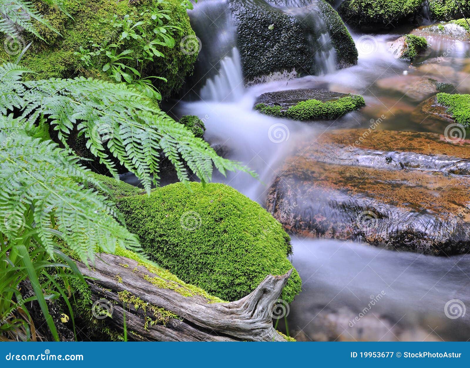 Moss and water. stock image. Image of river, fishing - 19953677