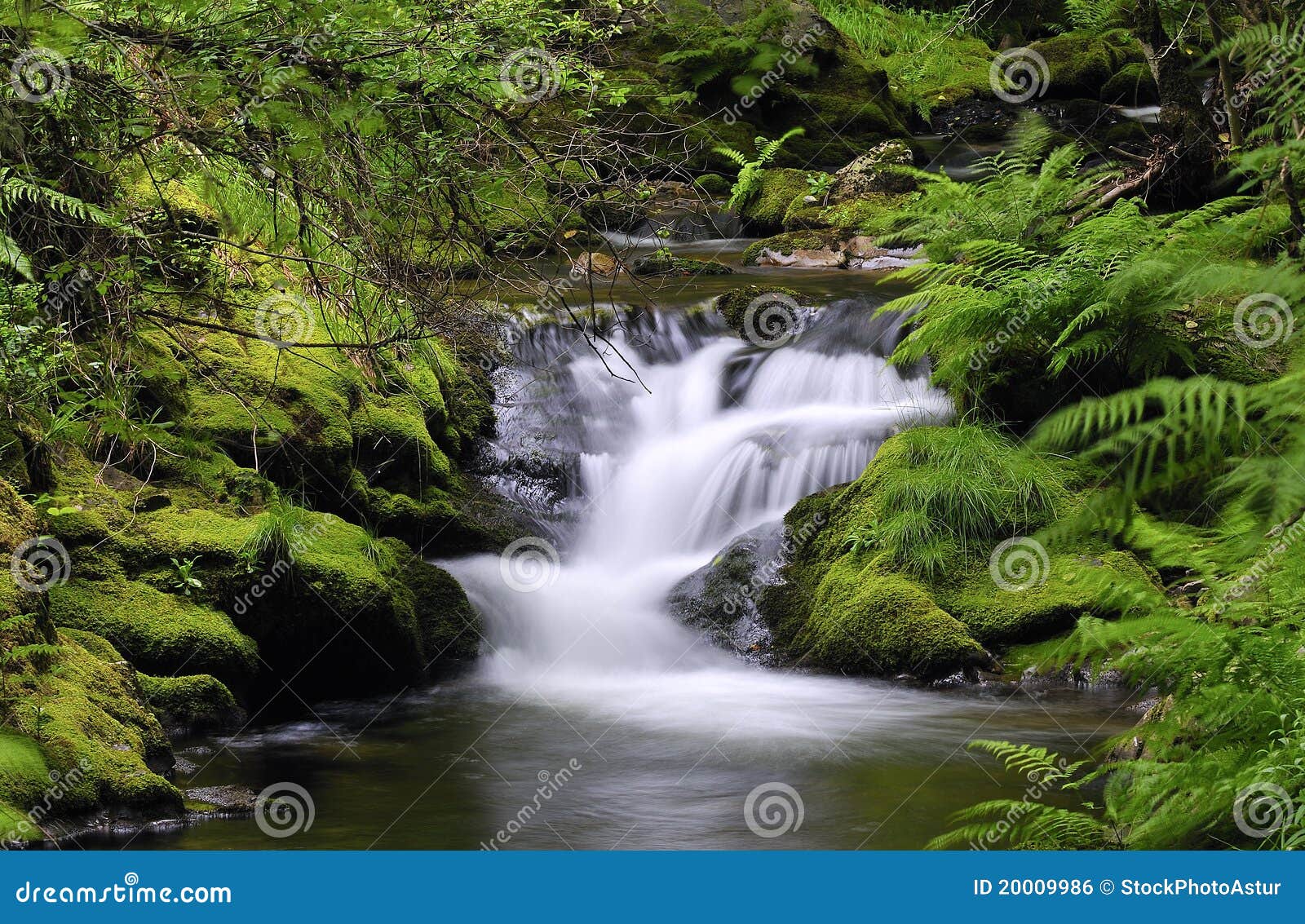 Moss and water. stock photo. Image of green, ecosystem - 20009986