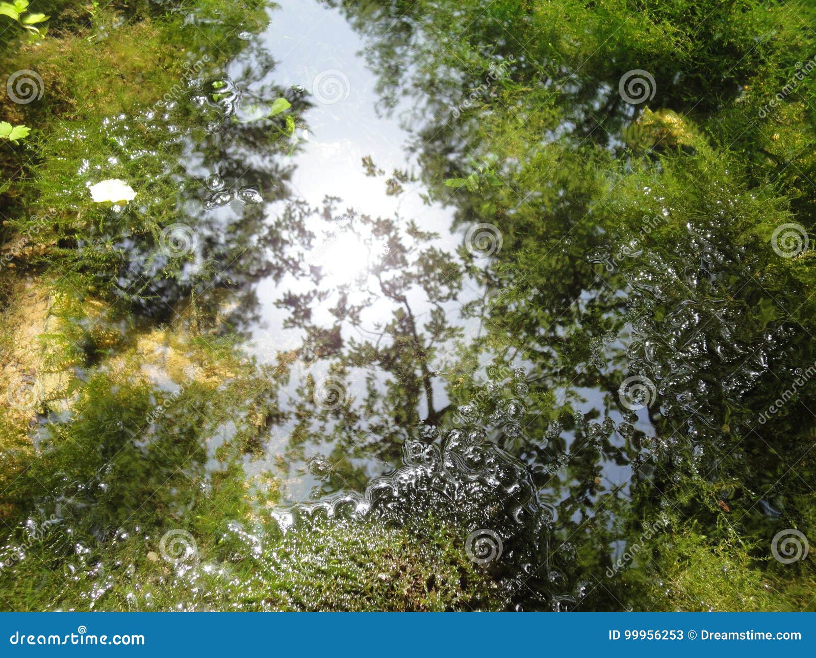 Moss in water stock image. Image of biome, water, jungle - 99956253