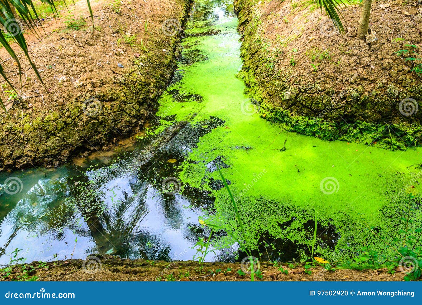 Moss in water gutter stock photo. Image of ecology, irrigation - 97502920