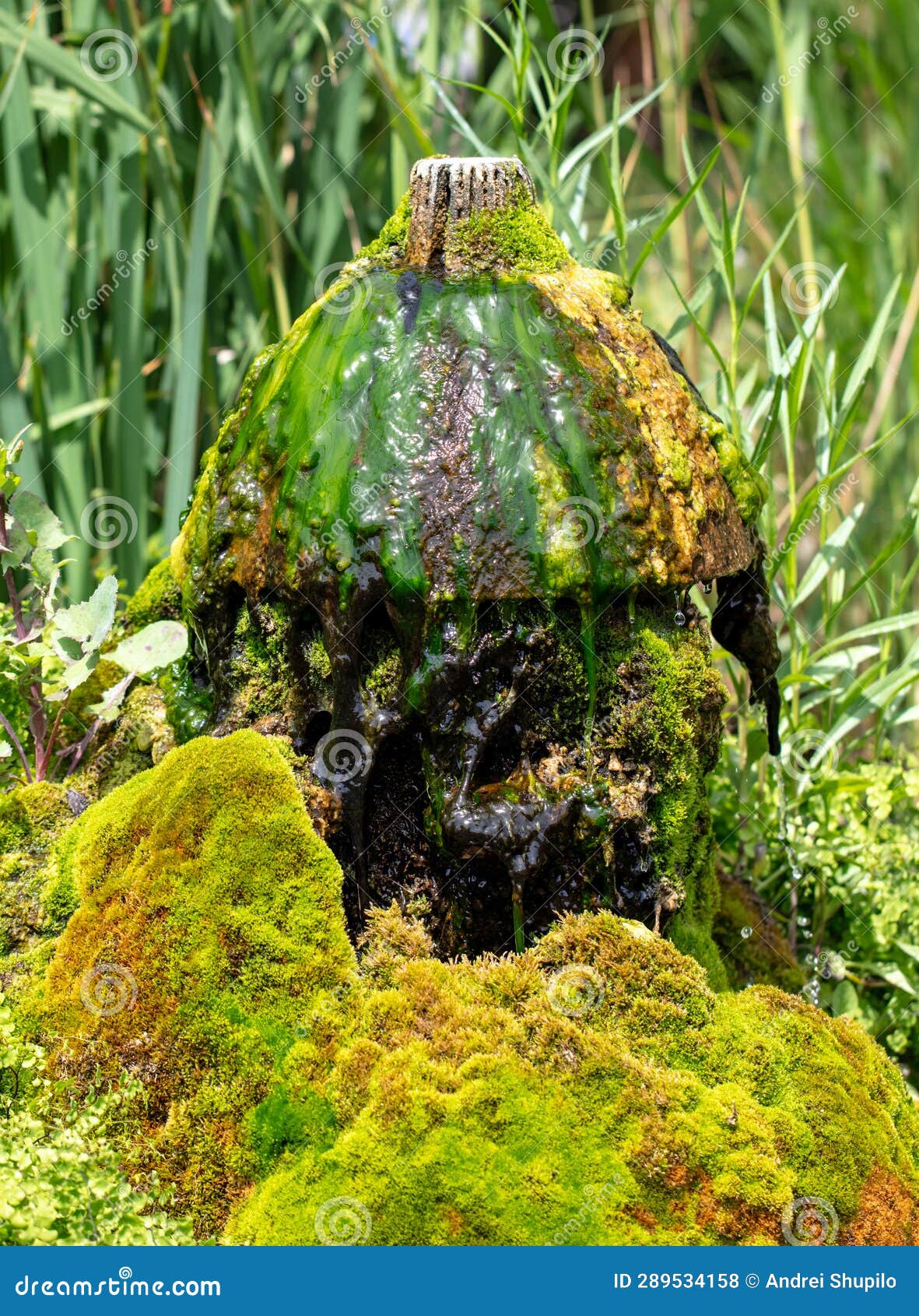 Moss on the Water Pipe. Nature Stock Photo - Image of pipe, moss: 289534158