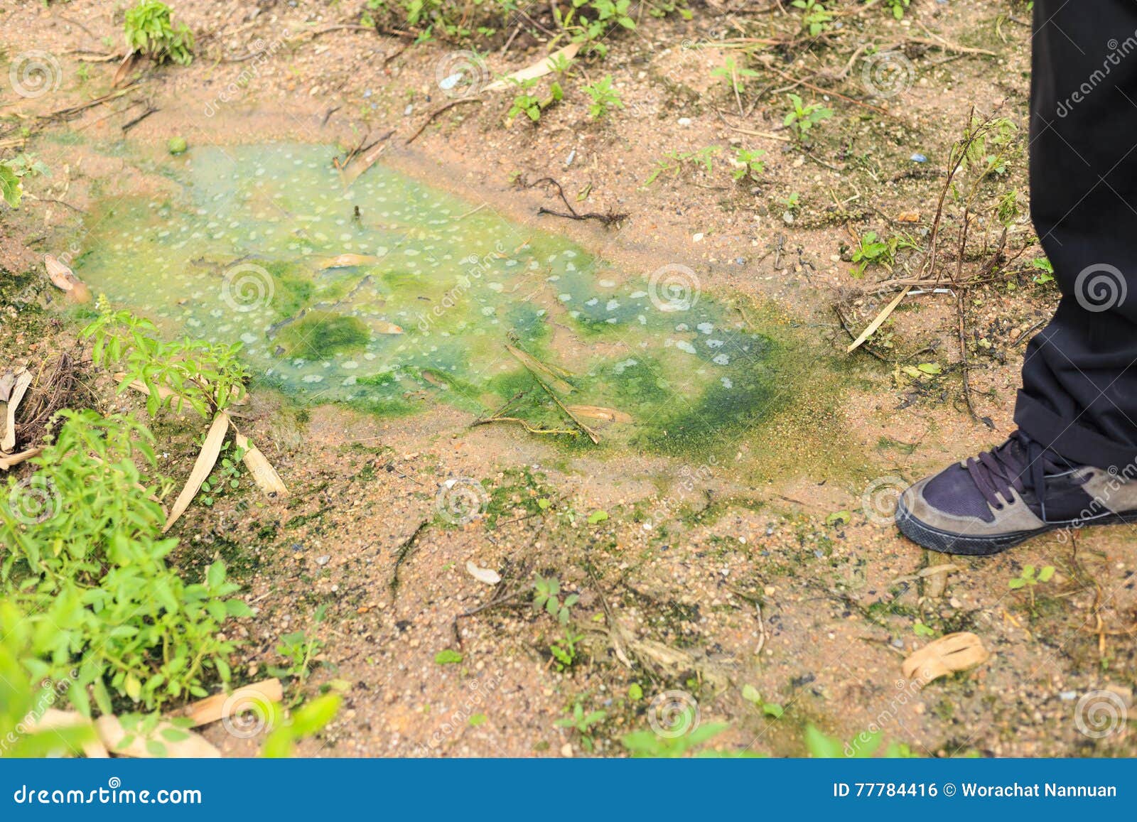 Moss, Weed, Mud, Moisture and Sludge Stock Photo - Image of weed ...