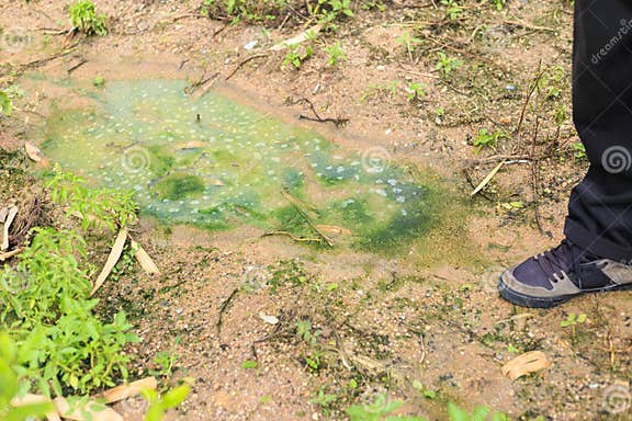 Moss, Weed, Mud, Moisture and Sludge Stock Photo - Image of weed ...