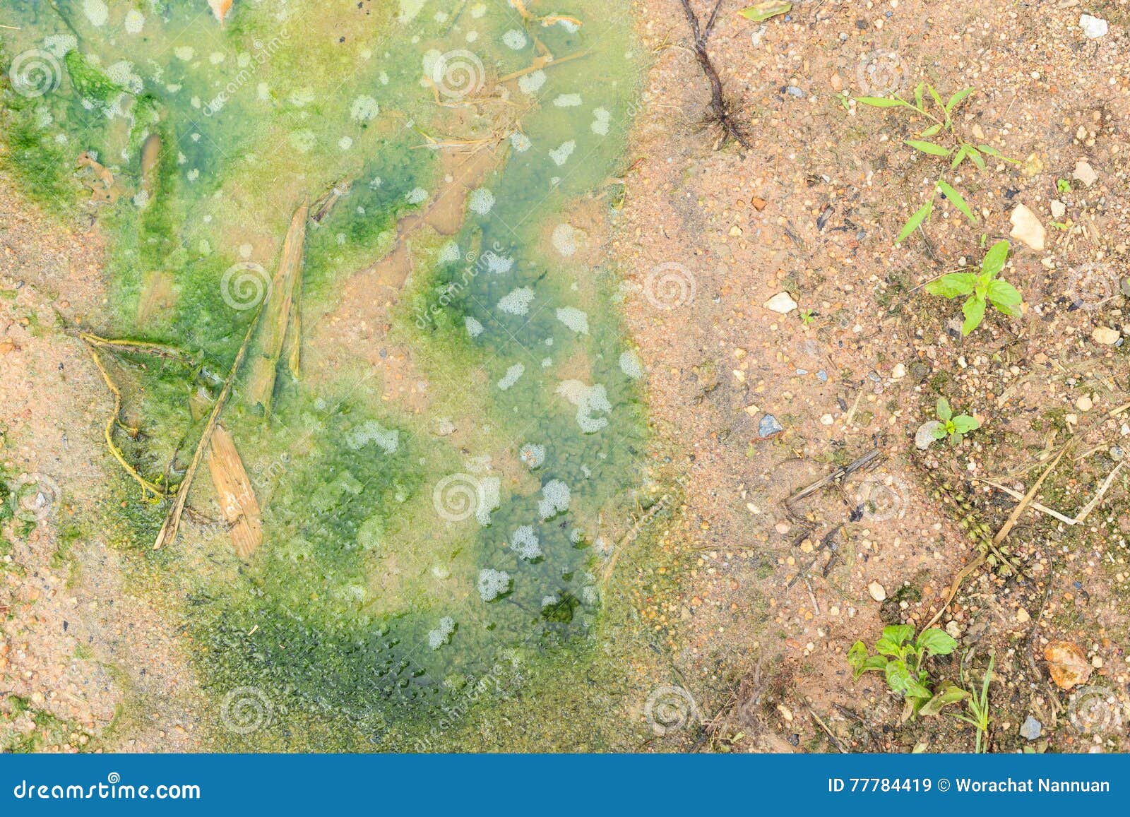Moss, Weed, Mud, Moisture and Sludge Stock Image - Image of sludge ...