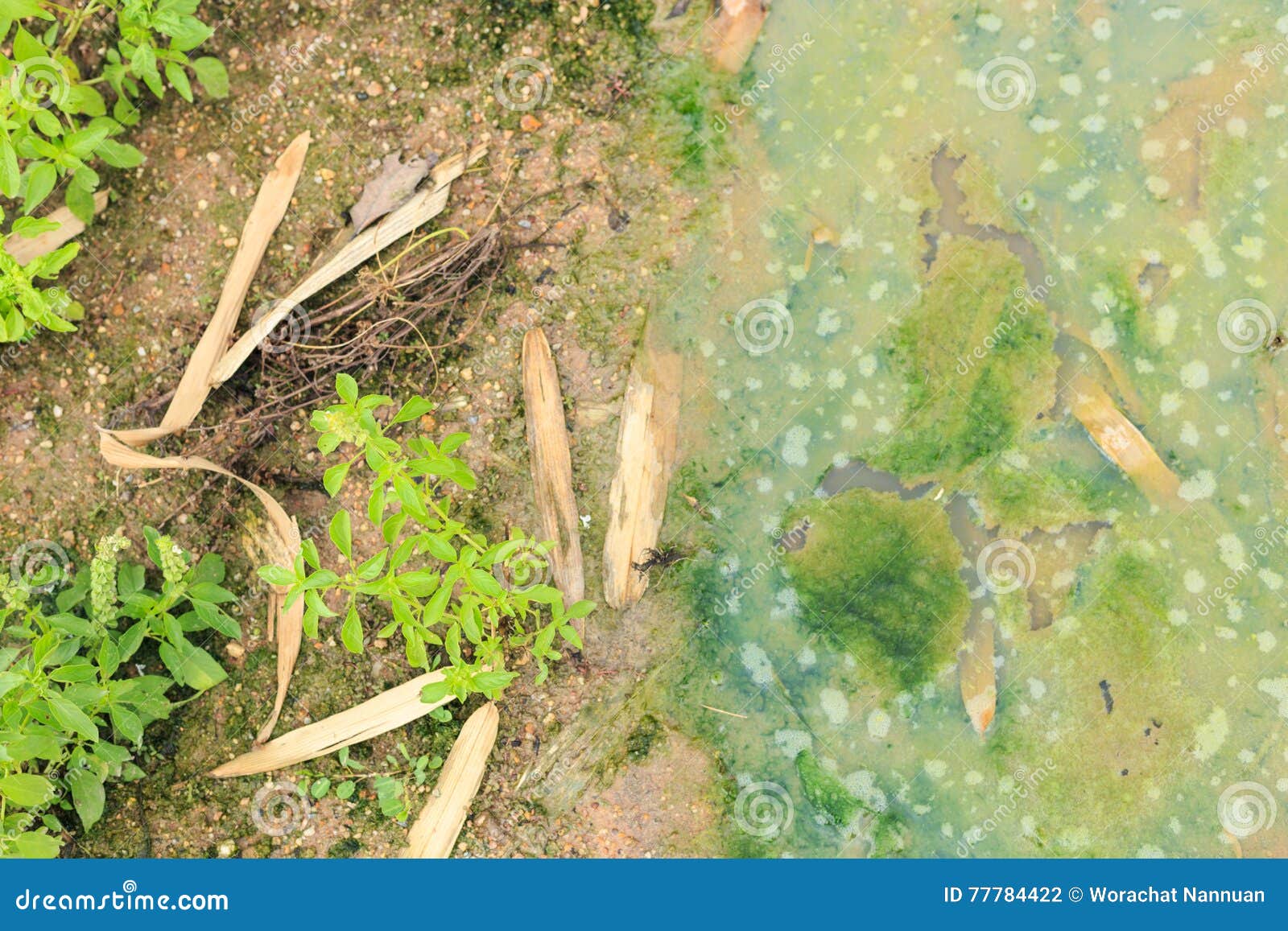 Moss, Weed, Mud, Moisture and Sludge Stock Photo - Image of natural ...