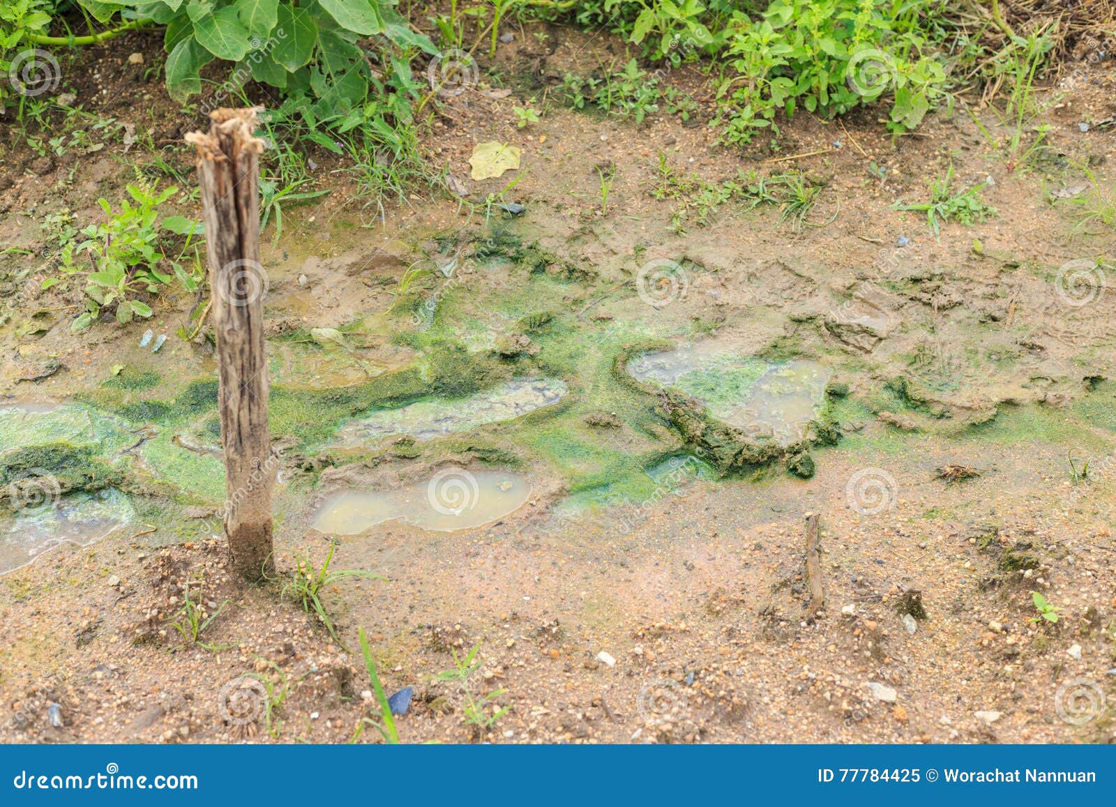 Moss, Weed, Mud, Moisture and Sludge Stock Image - Image of brown ...