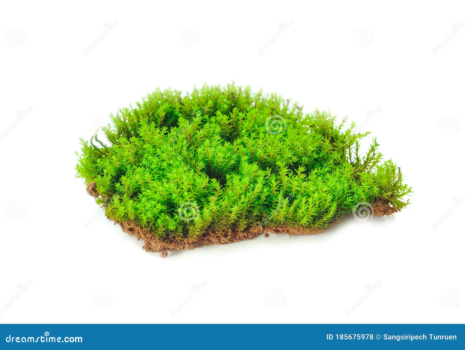 Moss Isolated on White Background Stock Photo - Image of grass, natural ...