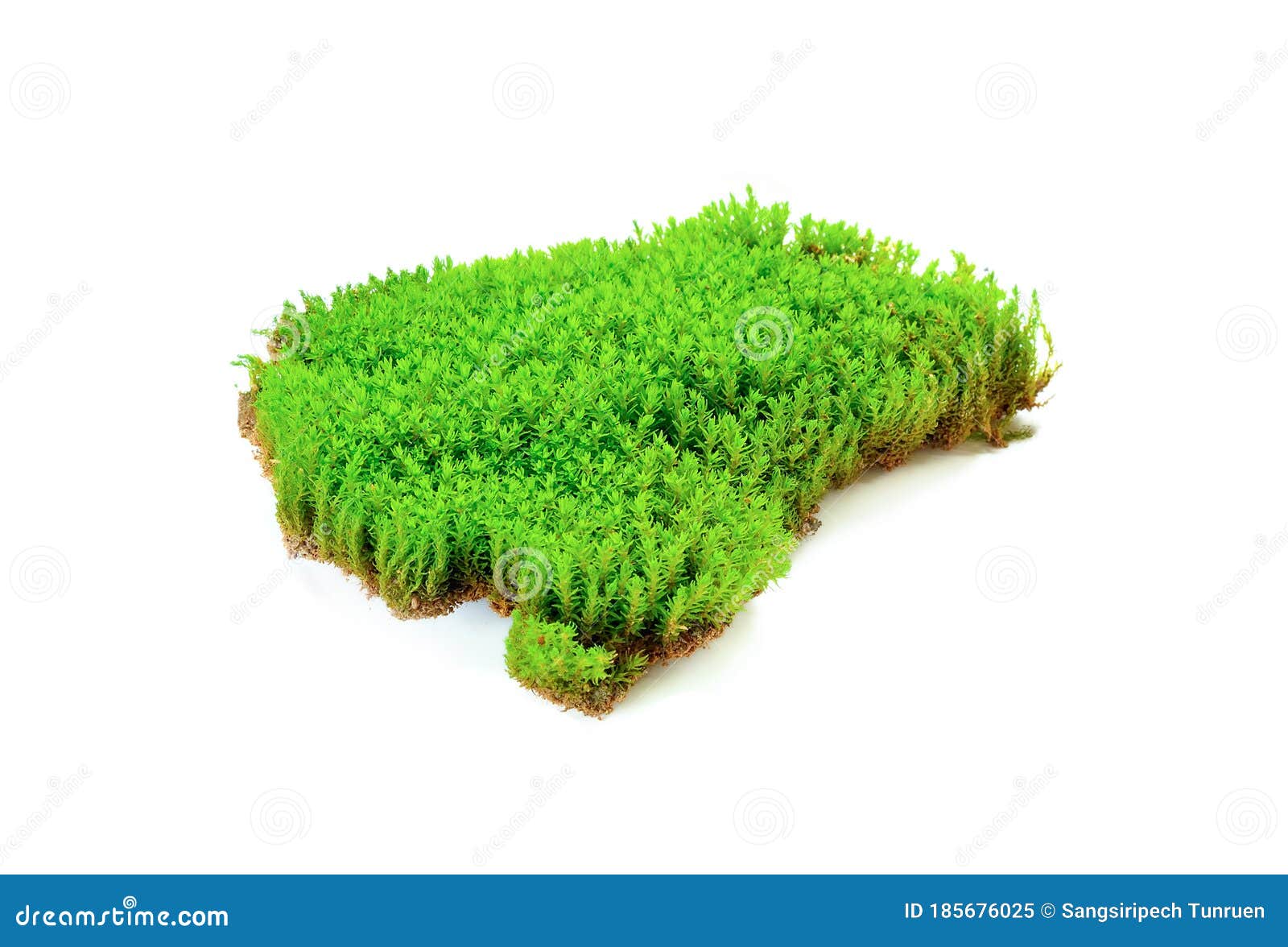 Moss Isolated on White Background Stock Image - Image of leaf, forest ...