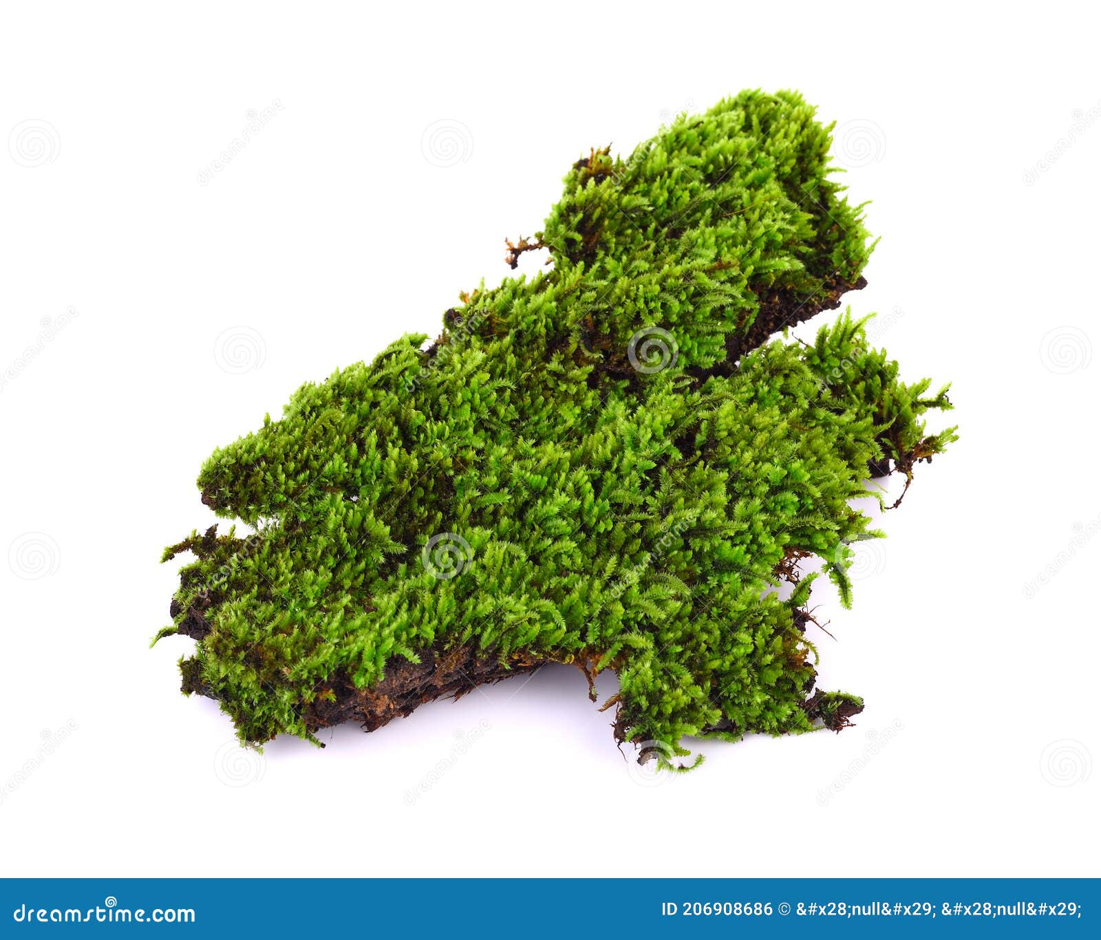 Green Moss on White Background. Stock Photo - Image of pattern, fresh ...