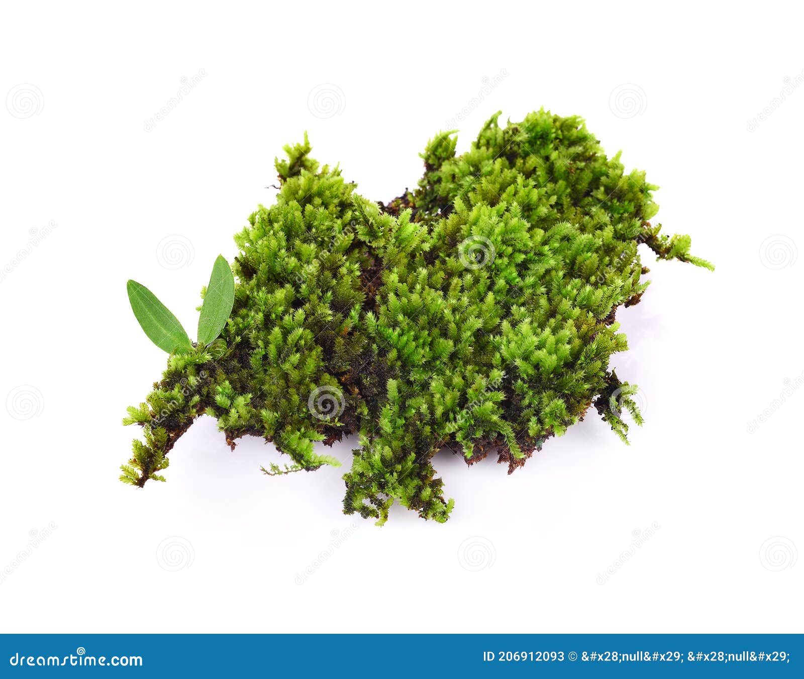 Green Moss on White Background. Stock Image - Image of mossy, natural ...